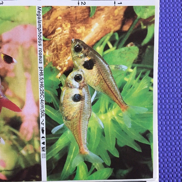 Dr Axelrod Freshwater Fish book ATLAS pour poissons | Fish for Rehoming ...