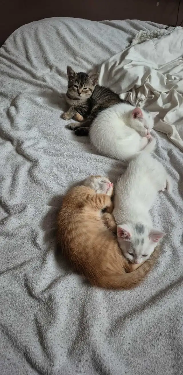 Chatton a donner | Cats & Kittens for Rehoming | Trois-Rivières | Free ...