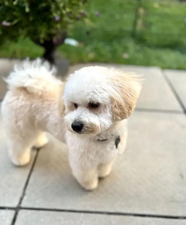 Rehoming Cream Toy Poodle | Dogs & Puppies for Rehoming | City of ...