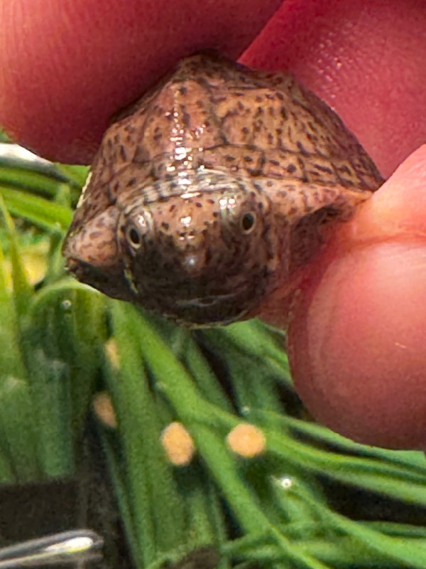 Great Gift Small Pets Baby Turtles CB Reptiles Loggerhead Musk ...