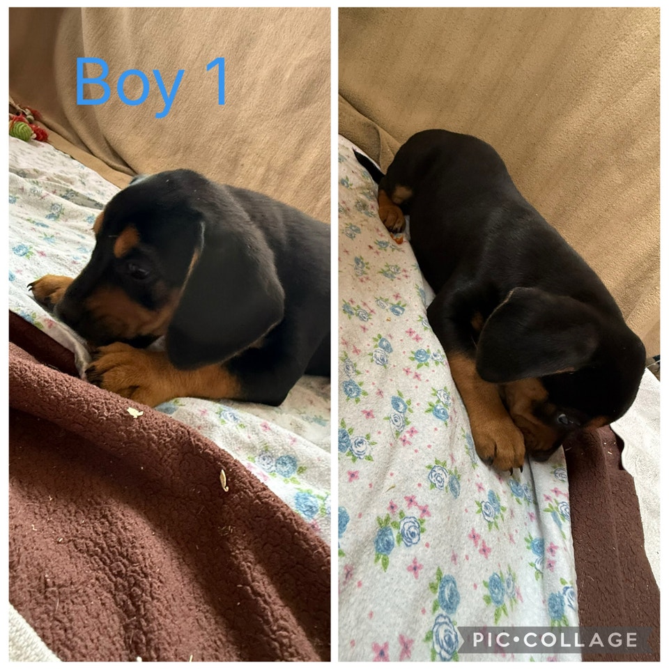 Reagle AKA Mini Rotti’s puppies | Dogs & Puppies for Rehoming | Red ...