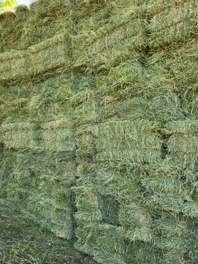 Small Square Alfalfa Hay Bales | Livestock | Red Deer | Free local ...