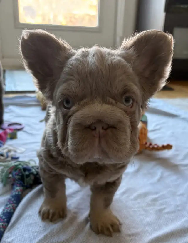 French bulldog /fluffy/ big rope | Dogs & Puppies for Rehoming ...