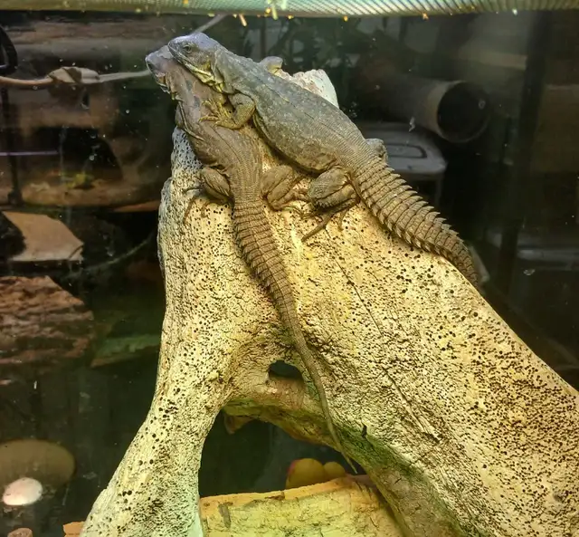 clubtail iguanas | Reptiles & Amphibians for Rehoming | City of Toronto ...