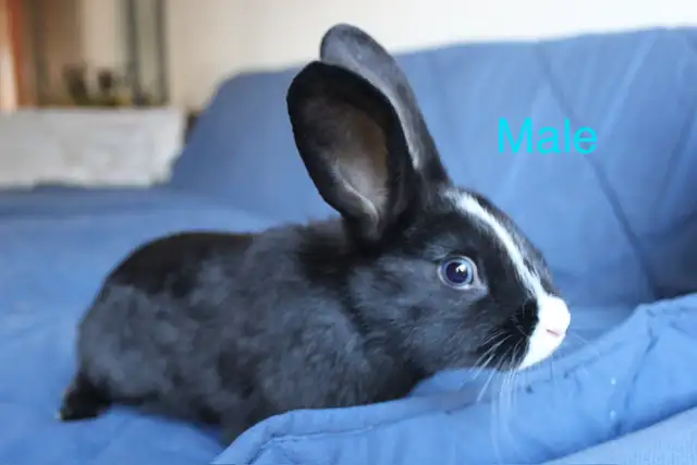 Adorable Lop x American bunny | Small Animals for Rehoming | Downtown ...