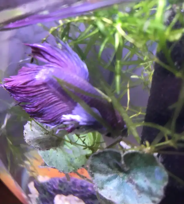 Betta Fish and Tank Set | Fish for Rehoming | City of Toronto | Free ...