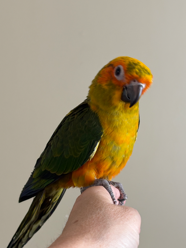 Bébé Conure Soleil prête à partir | Birds for Rehoming | Laval / North ...