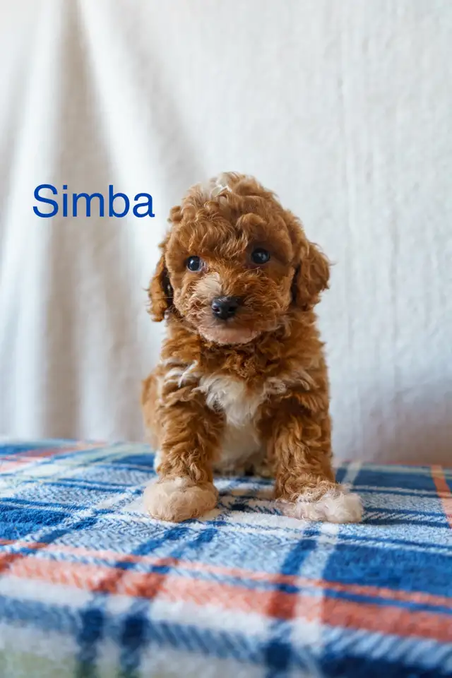 Mini Labradoodle Puppies - 2 Picks Available! | Dogs & Puppies for ...