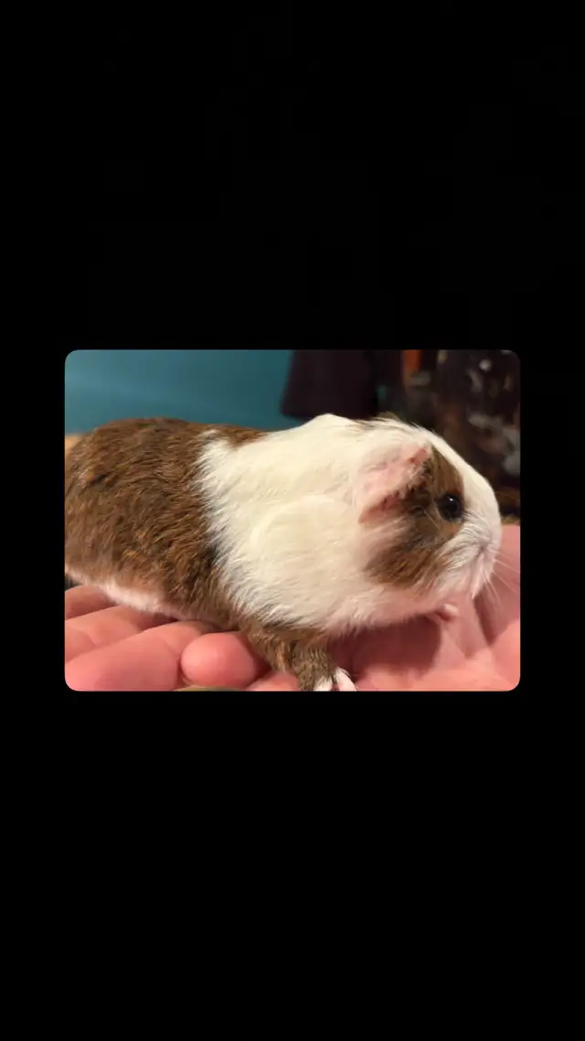 Silky Guinea pig / cochon dinde | Small Animals for Rehoming ...