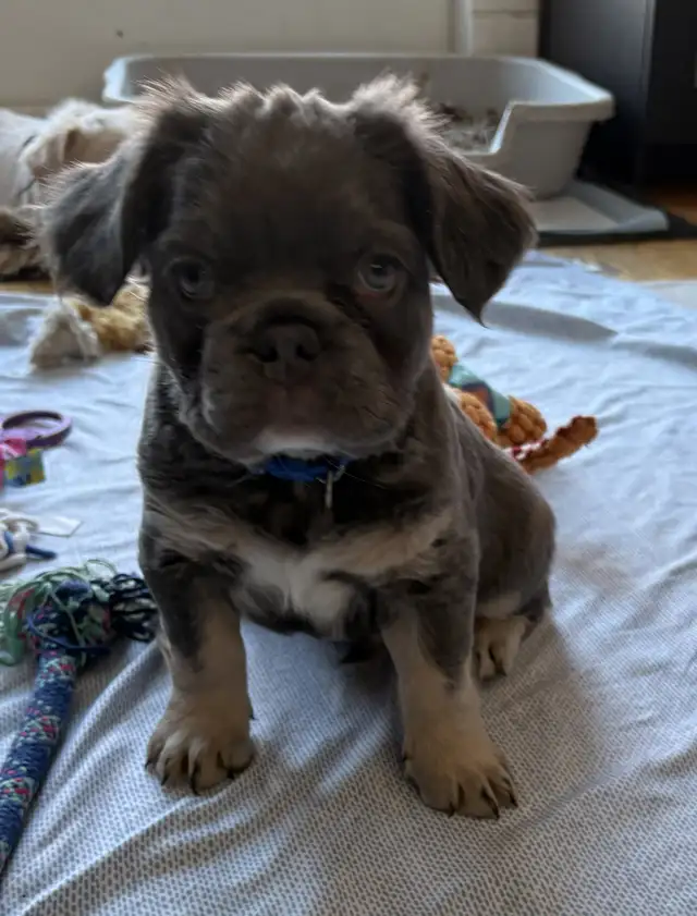 French bulldog /fluffy/ big rope | Dogs & Puppies for Rehoming ...