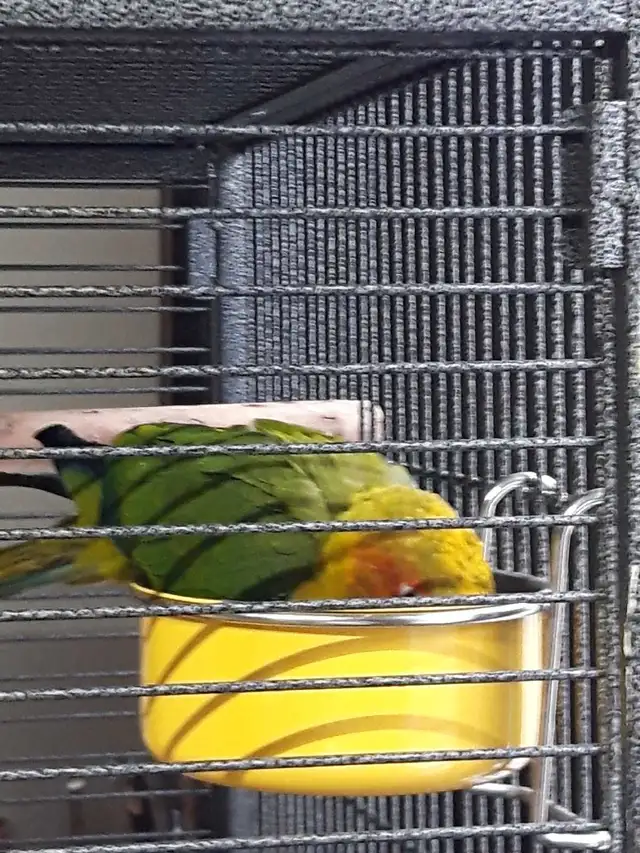 Sun conure babies soon weaned super tame oshawa | Birds for Rehoming ...