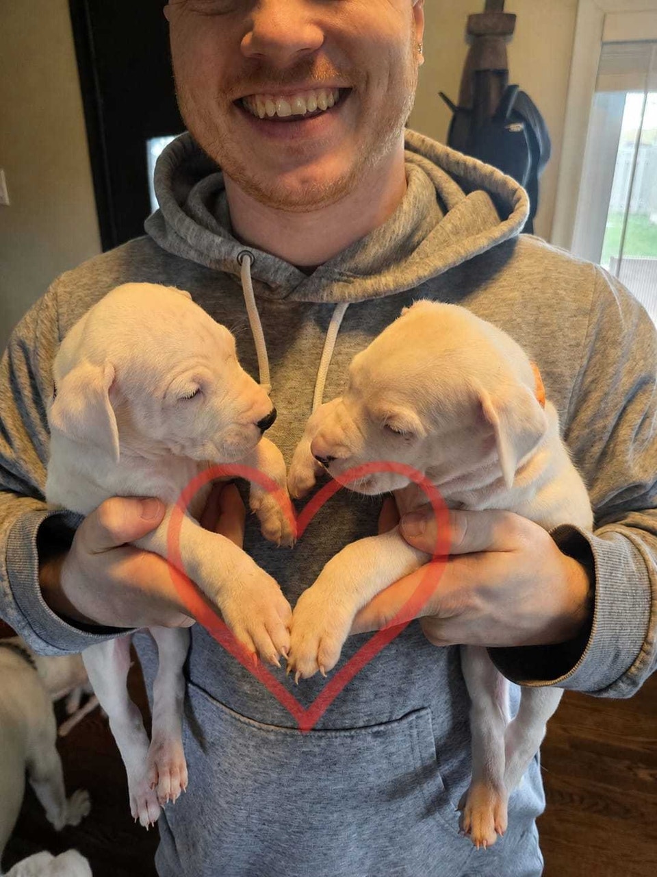 Dogo Argentino puppies - 1 FEMALE left | Dogs & Puppies for Rehoming ...