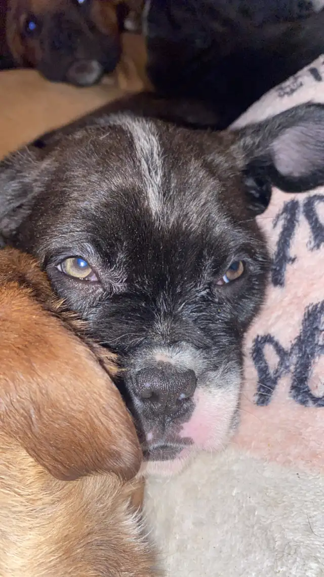 French mastiff crossed with blue heeler | Dogs & Puppies for Rehoming ...