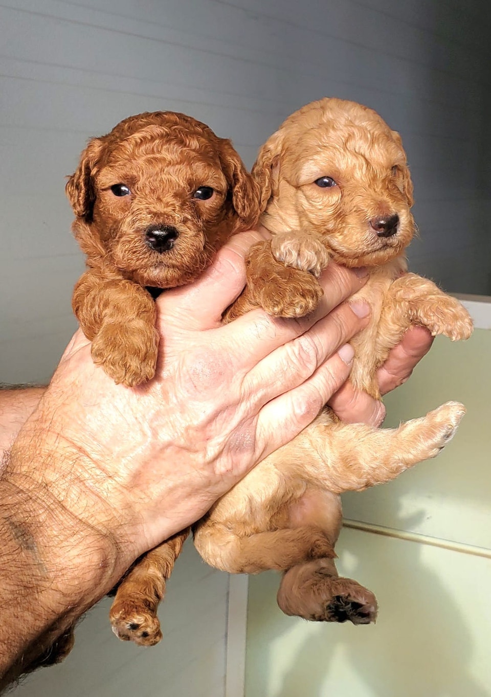 Poodle puppies | Dogs & Puppies for Rehoming | Mississauga / Peel ...