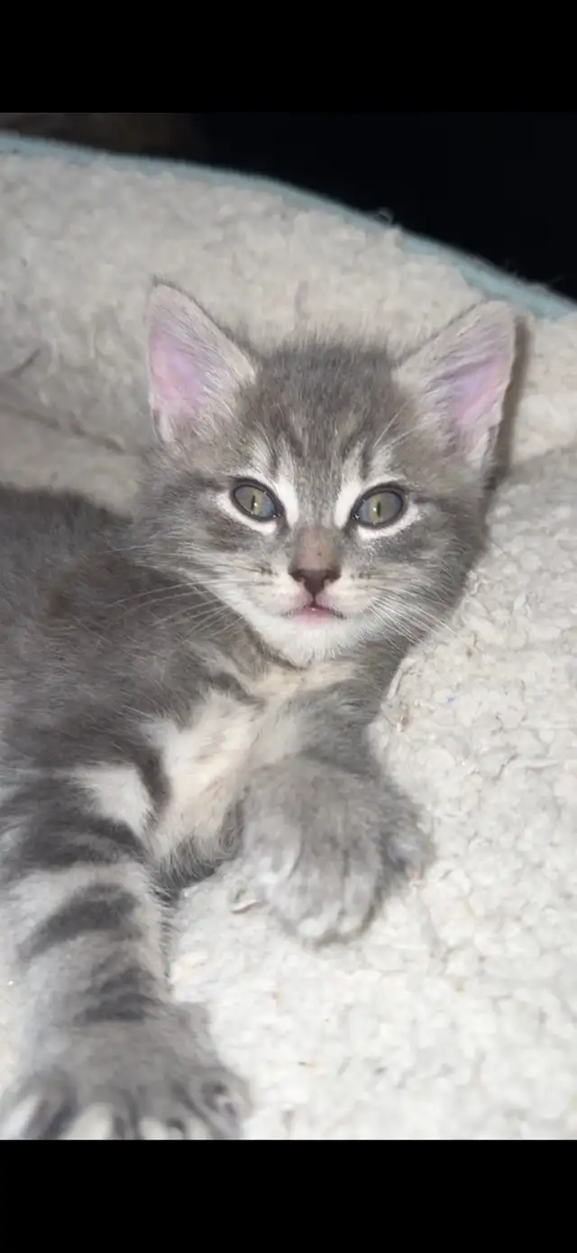 (Nebelung) Siberian x Russian Kittens | Cats & Kittens for Rehoming ...