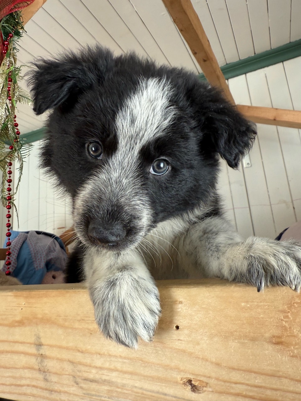 Chiot 3/4 Samoyède 1/4 Border Collie Puppy | Dogs & Puppies for ...