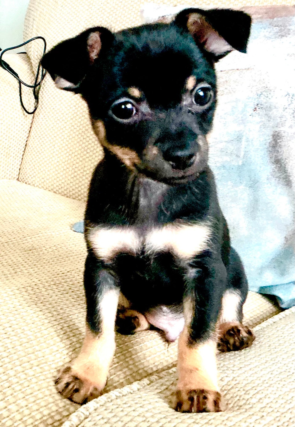 Tiny pomchi pups, first vet visit, vaccine and deworming. | Dogs ...