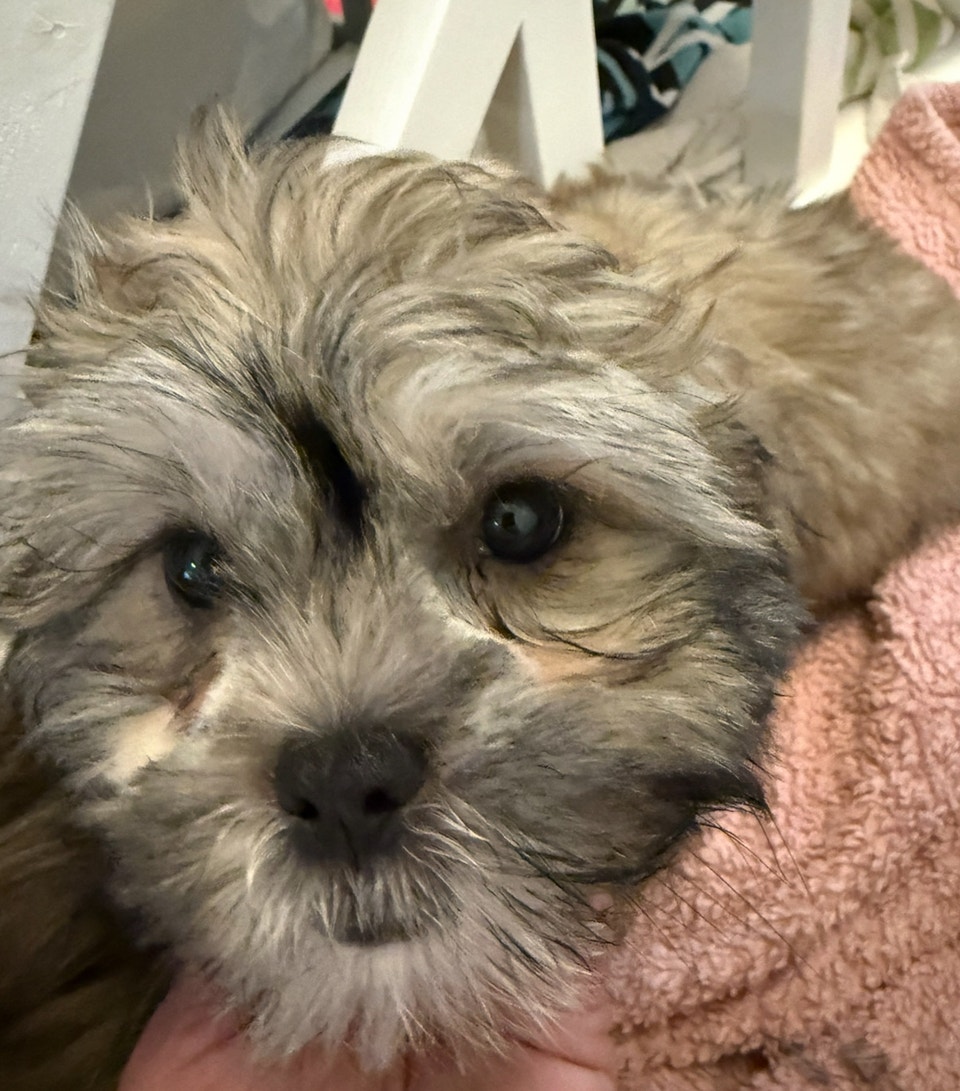 Shih Tzu Puppies (Purebred) | Dogs & Puppies for Rehoming | Brantford ...
