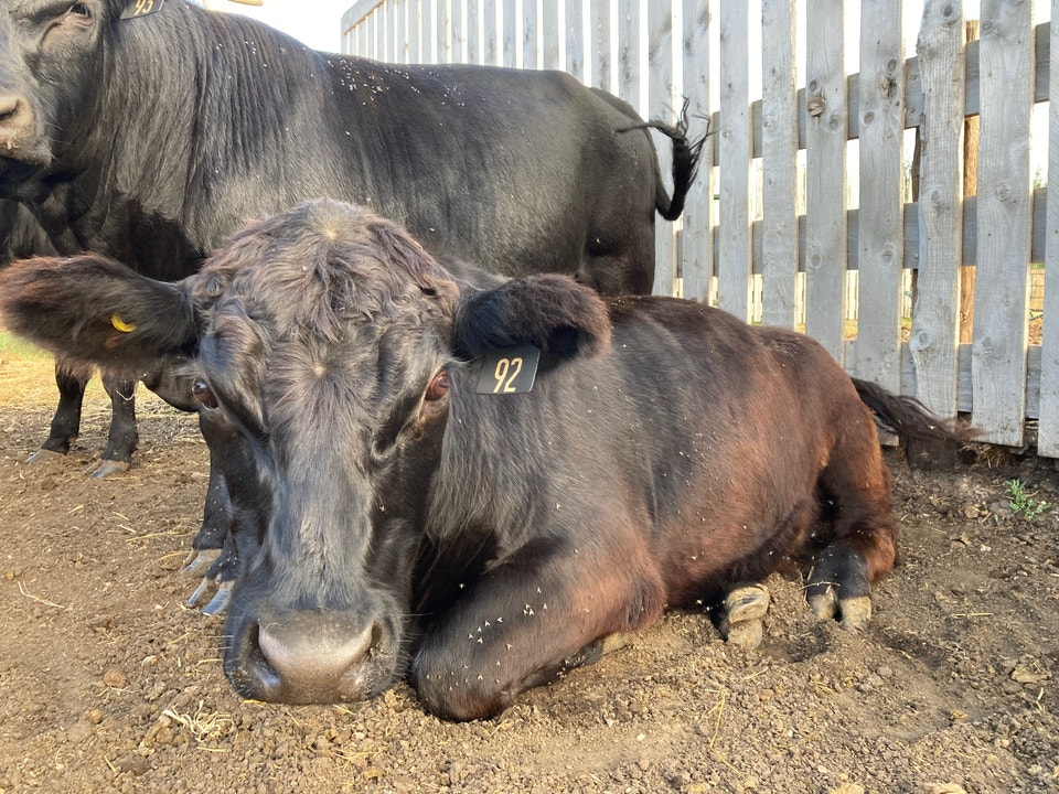 Angus/polled Dexter steers and 1 bull | Livestock | Saskatoon | Free ...