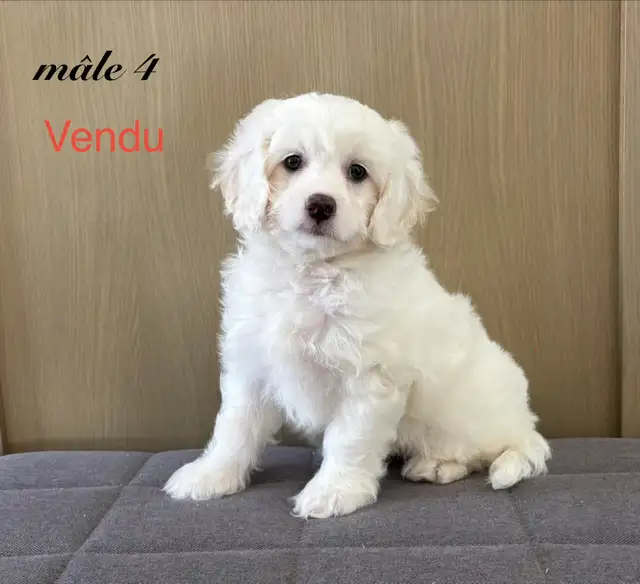 Magnifiques chiots Cockapoo (Cocker XCaniche) | Dogs & Puppies for ...