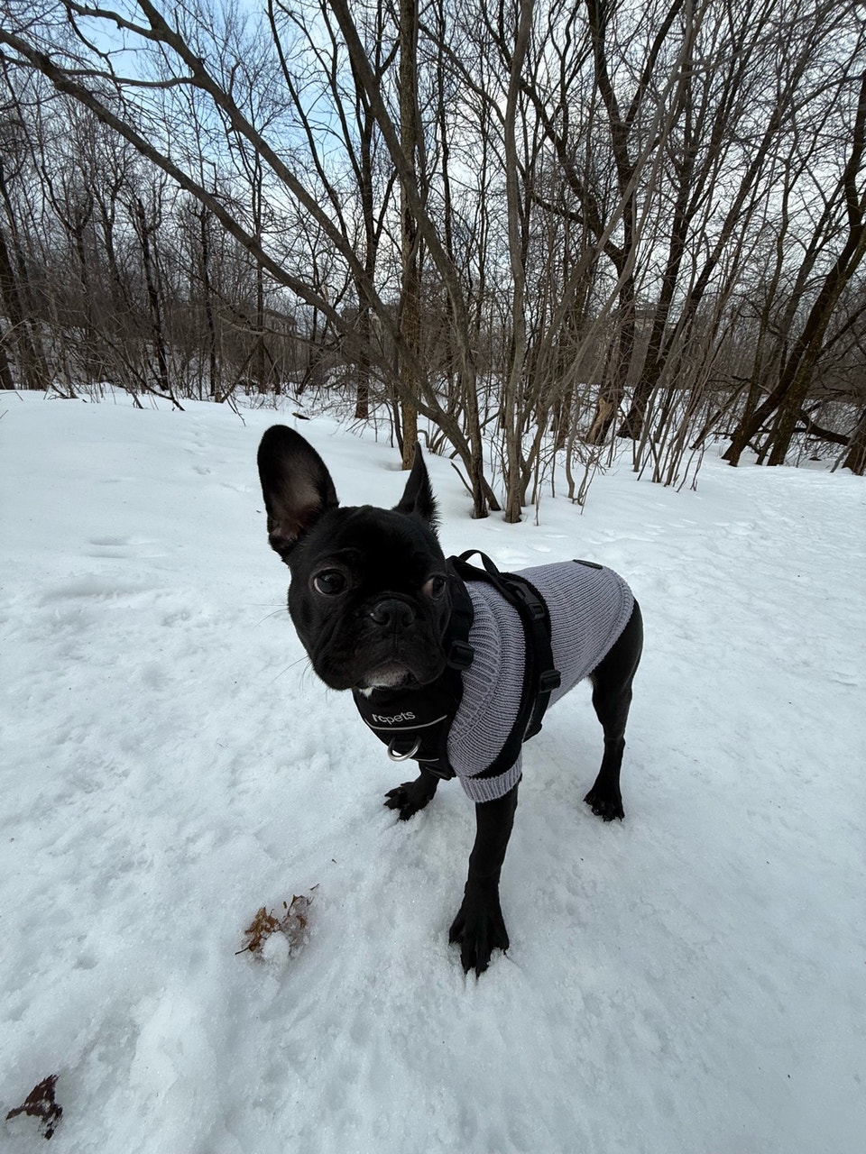 Petite frenchton bouledogue français mélanger Boston terrier | Dogs ...