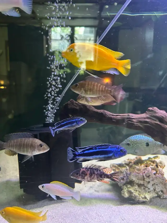 read description | Fish for Rehoming | Barrie | Free local classifieds ...