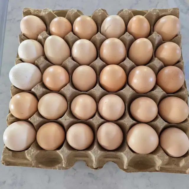 Farm fresh chicken eggs | Livestock | Winnipeg | Free local classifieds ...