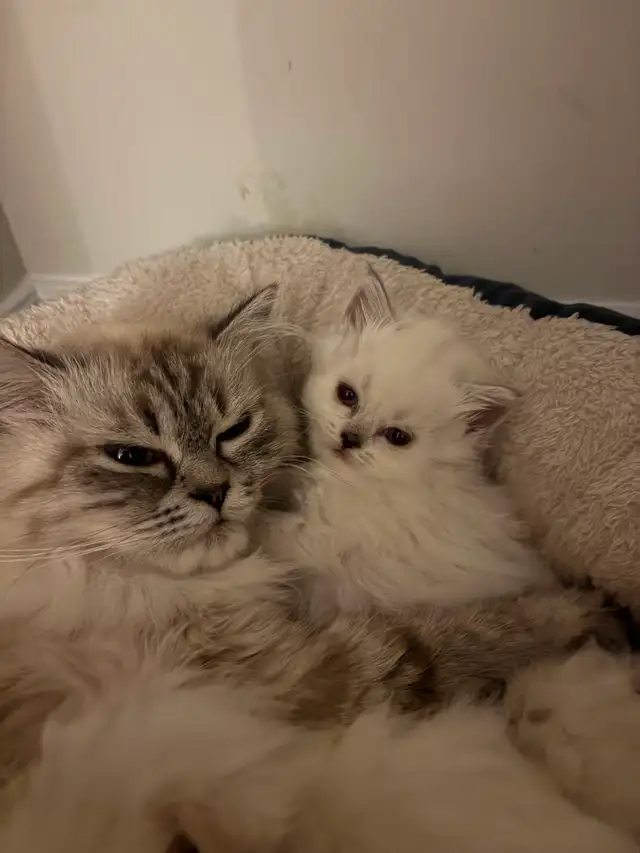 Chatons Himalayens pur race à vendre | Cats & Kittens for Rehoming ...