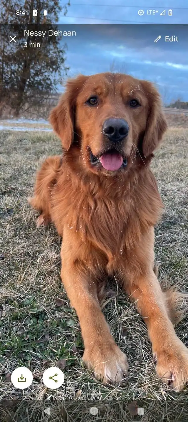 Gorgeous Golden Retriever Puppies! Ready for their New Homes! | Dogs ...