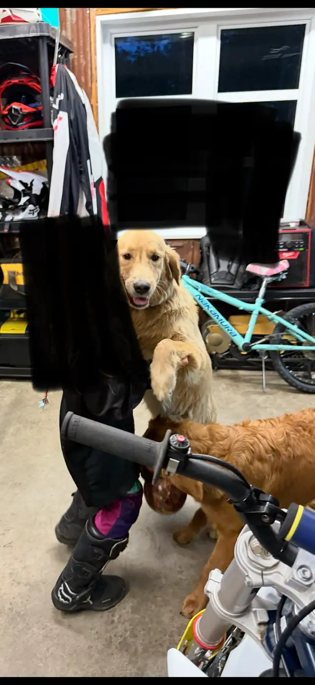 Mylo & Rubis, deux Golden Retrievers (1 an mi-décembre | Dogs & Puppies ...