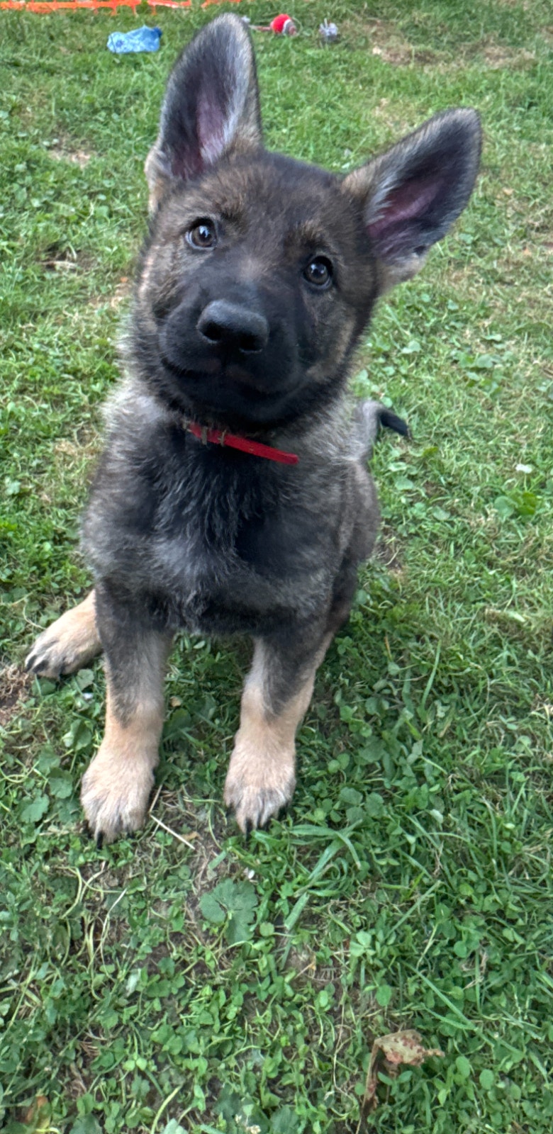 CKC Beautiful German Shepherd Puppies Available | Dogs & Puppies for ...