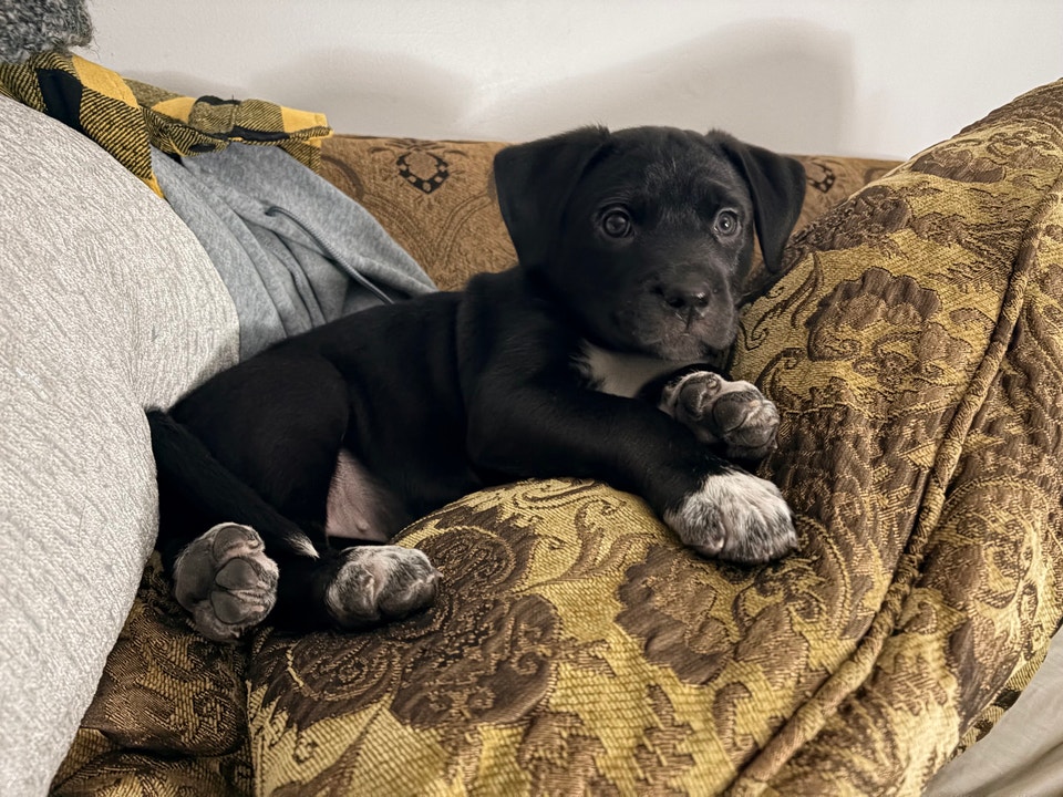 Cane Corso/ Rottweiler/ Blk Lab | Dogs & Puppies for Rehoming ...
