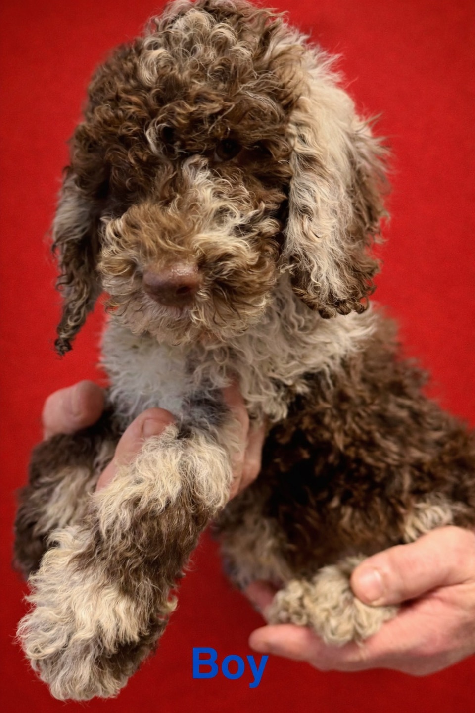 Small mini bernedoodles available now! | Dogs & Puppies for Rehoming ...