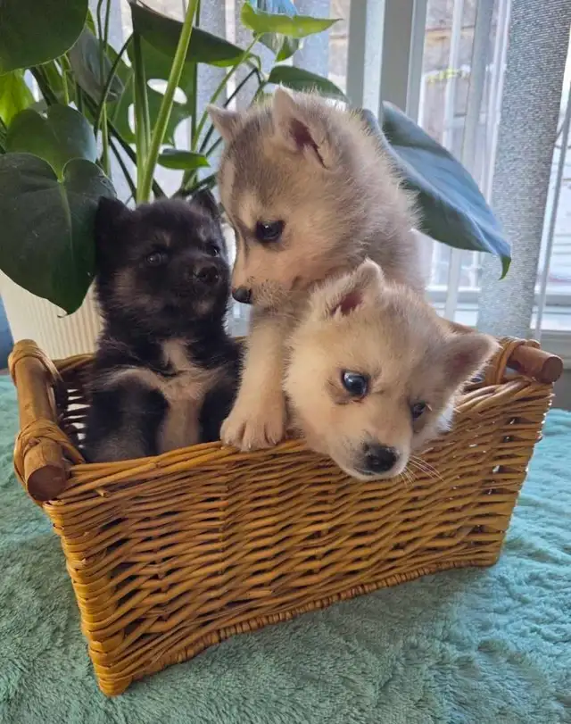 Siberian husky puppies | Dogs & Puppies for Rehoming | Saskatoon | Free ...