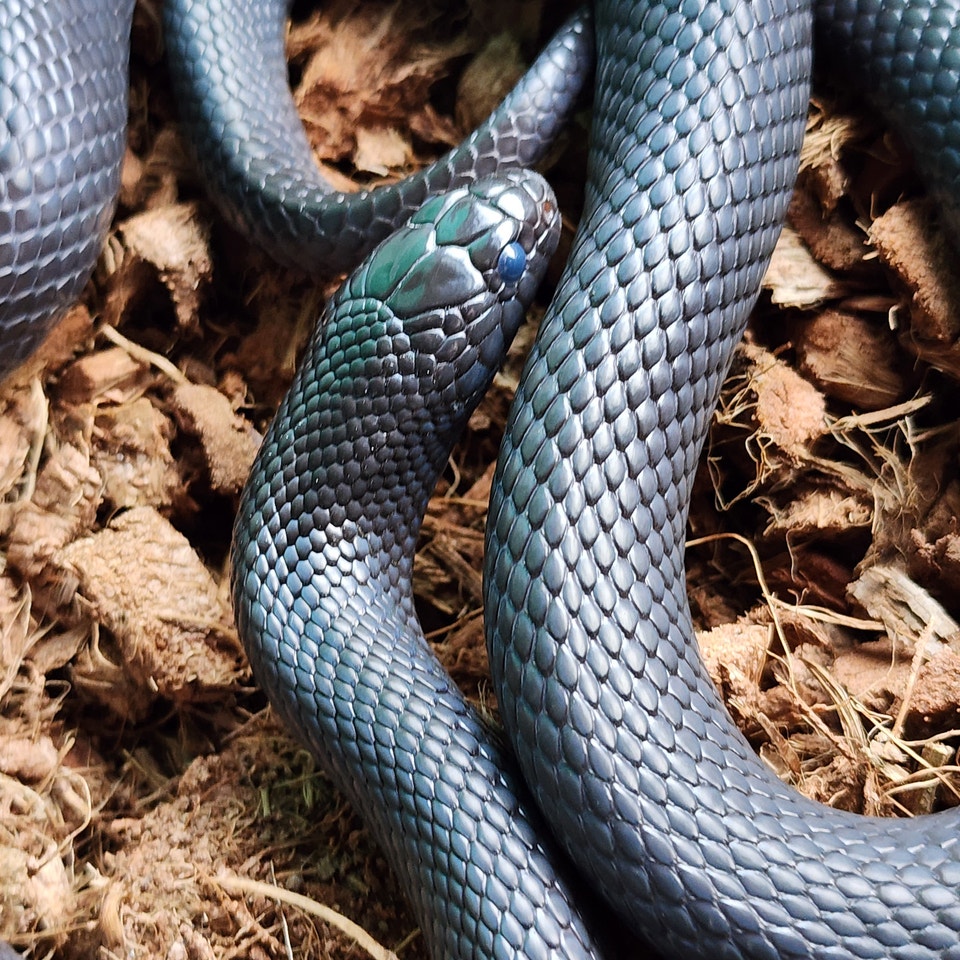 Mexican Black King-snakes | Reptiles & Amphibians for Rehoming | City ...