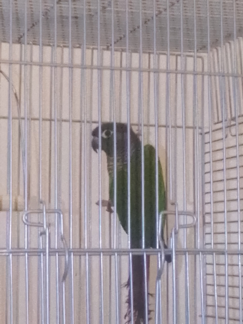 Green cheek conure for sale | Birds for Rehoming | London | Free local ...
