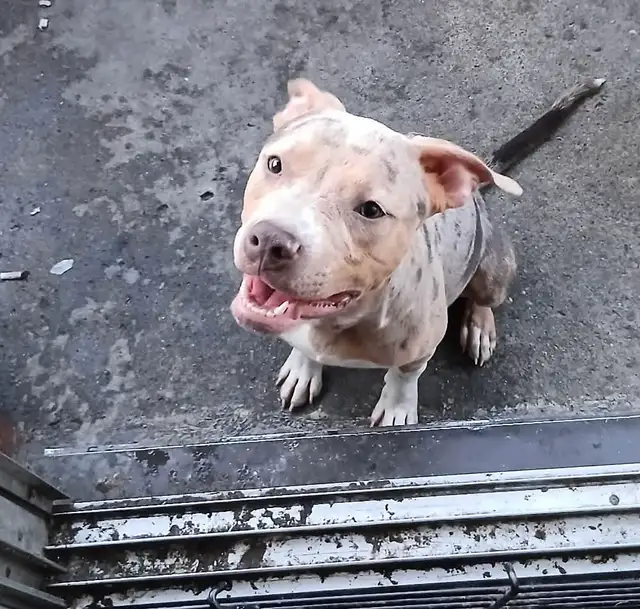 6 month old male Merle puppy Blue Tri for Furrevrr home (Now) ) | Dogs ...