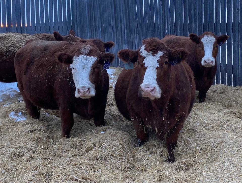 6 Simmental/Red Angus powered young cows for sale . | Livestock ...