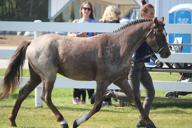 Alvesta Valentino- Section B Welsh Stallion | Horses & Ponies for ...