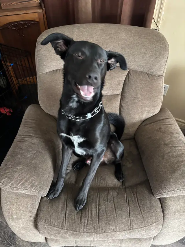 Lab mix male puppy for adoption | Dogs & Puppies for Rehoming | London ...