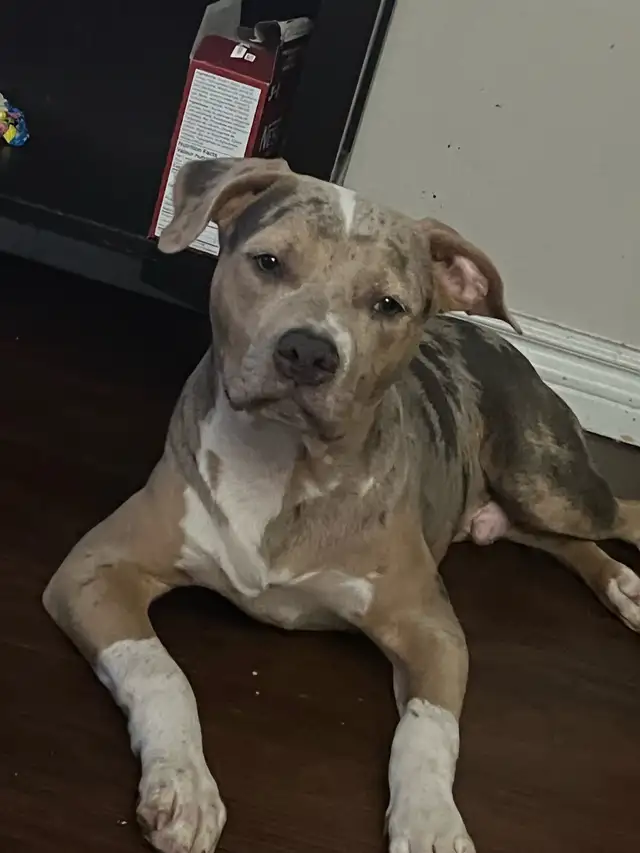 6 month old male Merle puppy Blue Tri for Furrevrr home (Now) ) | Dogs ...