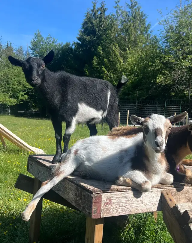 Nigerian Dwarf Goat Does | Livestock | Comox / Courtenay / Cumberland ...