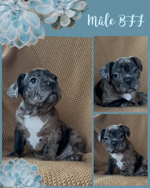 Frenchton / Bouledogues Français | Dogs & Puppies for Rehoming | St ...