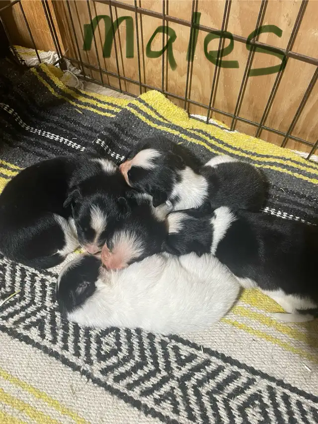 Border Collie Puppies | Dogs & Puppies for Rehoming | Cranbrook | Free ...