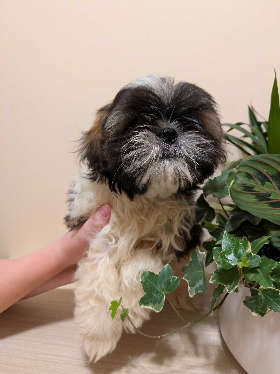 ️ Beautiful Shih Tzu male! ️ | Dogs & Puppies for Rehoming | Winnipeg ...