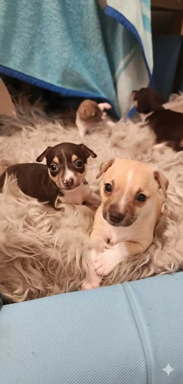 Look like miniature whippits. Chi/mix | Dogs & Puppies for Rehoming ...