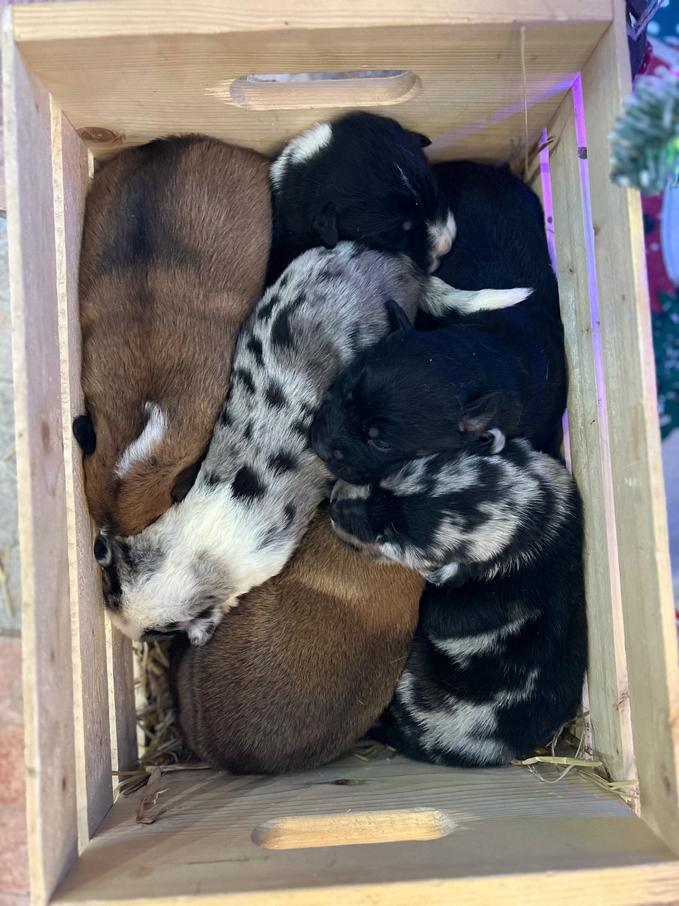 Berger australien X berger allemand | Dogs & Puppies for Rehoming ...