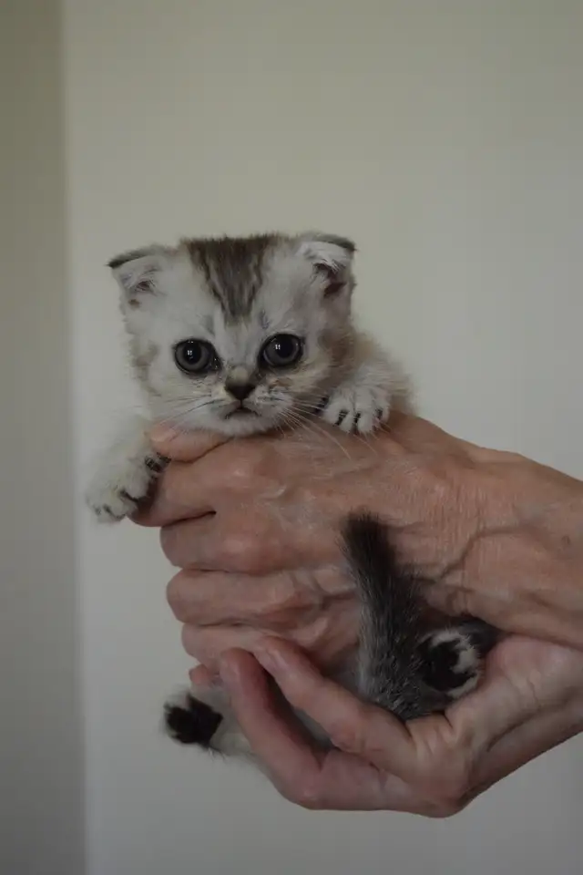 Kitten Scottish Fold TICA Registered Purebred Female | Cats & Kittens ...