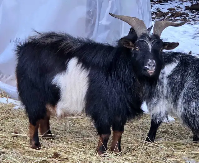 Nigerian Dwarf Buck | Livestock | Vanderhoof | Free local classifieds ...