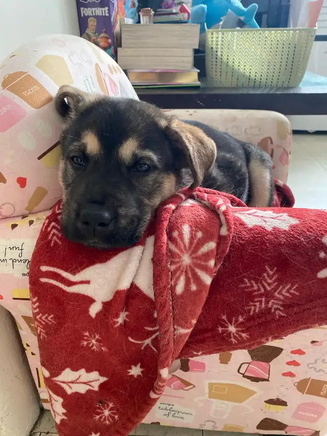 Husky Mix 10 Week old male | Dogs & Puppies for Rehoming | Ottawa ...